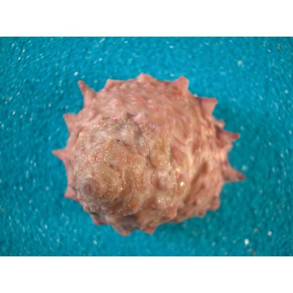 ハリサザエBolma modesta Japan 4,64cm F++ w/o