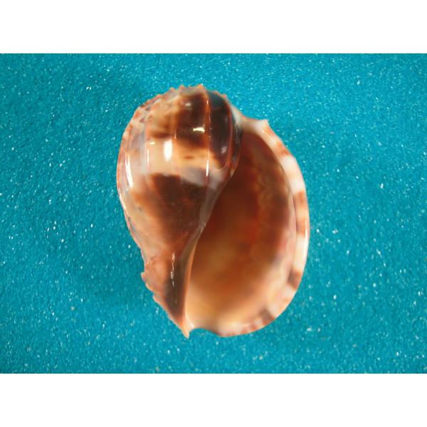 カジヤマショッコウラHarpa kajiyamai Philippine  5,04cm F++/GEM