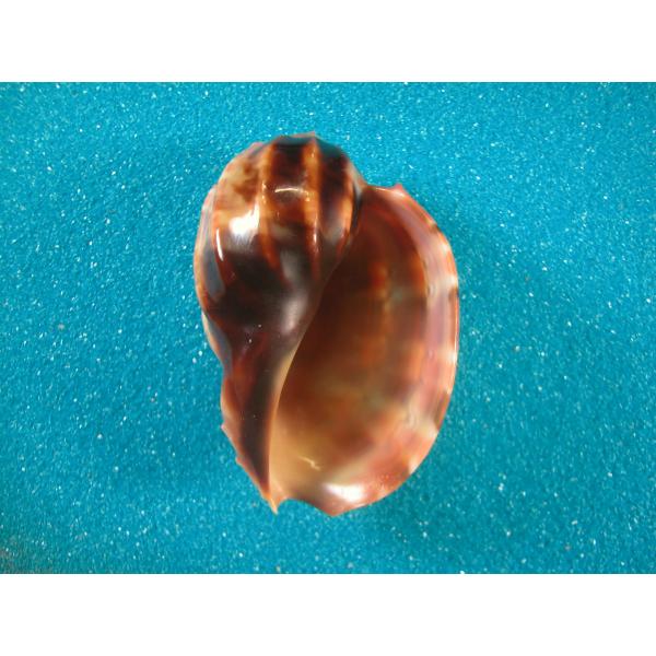 ウネショクコウラHarpa major conoidalis Philippne 7,58cm F++/GEM