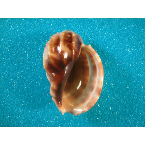 ウネショクコウラHarpa major conoidalis Philippne 6,93cm F++/GEM