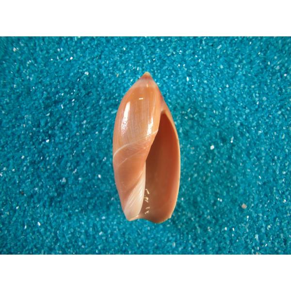 シナモンリュウグウボタルAncilla cinnamomea India 2,95cm F++/GEM