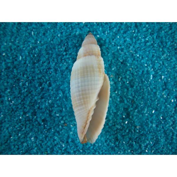 ベニフデガイMitra rosacea Indonesia,　2,82cm F++/GEM