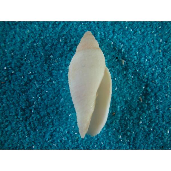 ベニフデガイMitra rosacea Indonesia,　2,81cm F++/GEM