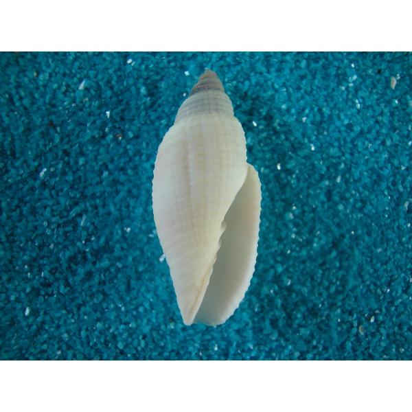 ベニフデガイMitra rosacea Indonesia,　2,88cm F＋＋殻頂欠け