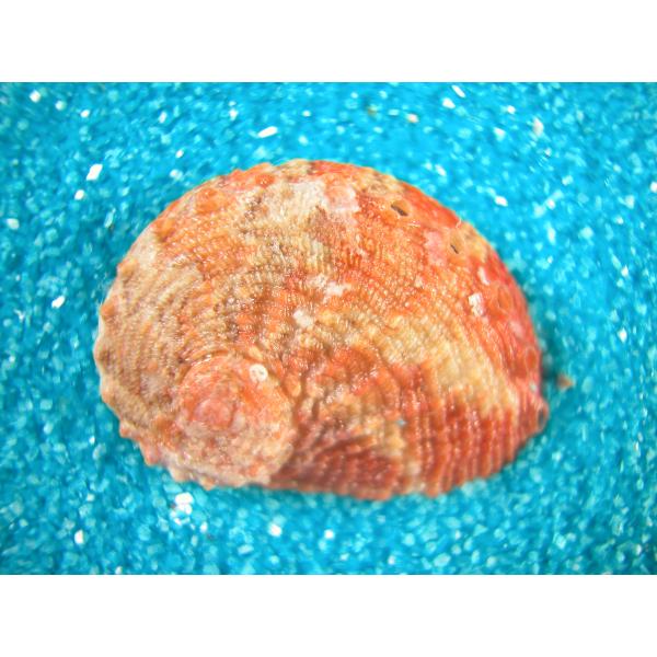 コウシジマアワビHaliotis clathrata Africa, Mozambique 2,58cm F++/GEM