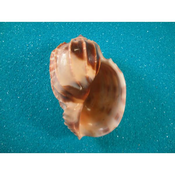 カブリッティショクコウラHarpa cabriti Africa, Tanzania 8.00cm F++/GEM