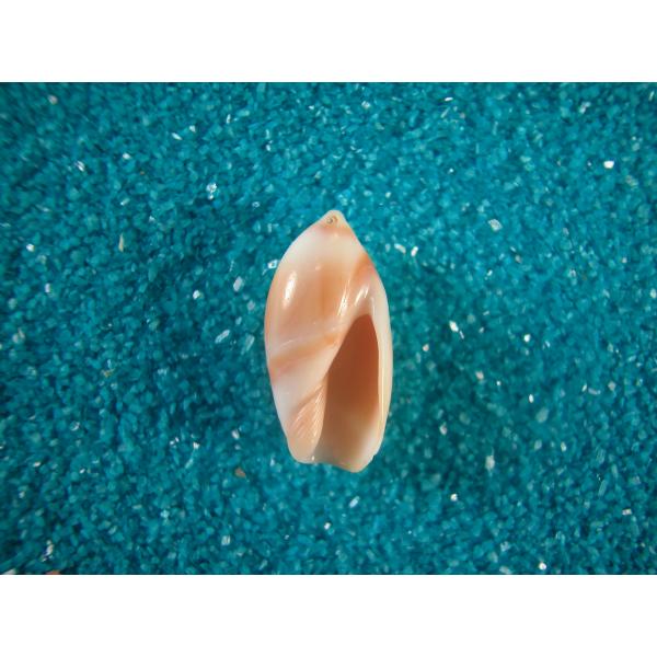 マルオボロホタルガイAncilla albozonata South Africa 1,69cm F++/GEM