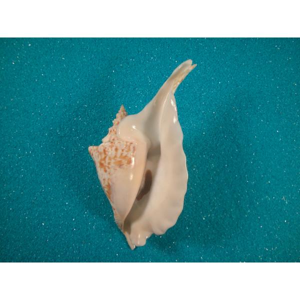 ルンバソデガイStrombus gallus Brazil 11,60cm F++/GEM