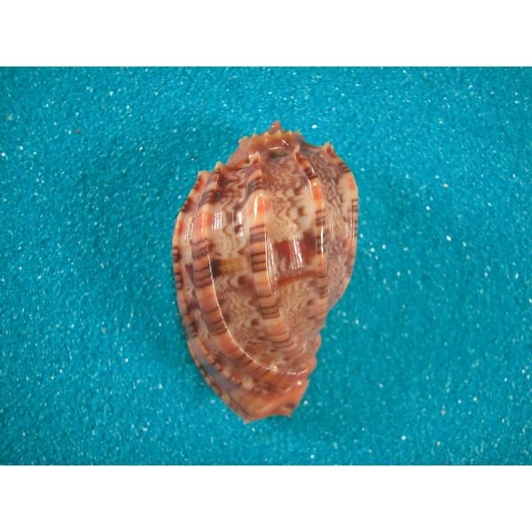 ベニオビショクコウラHarpa harpa Philippines　5,62cm F++/GEM