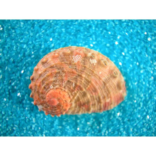 コウシジマアワビHaliotis clathrate Philippine 2,26cm F+++