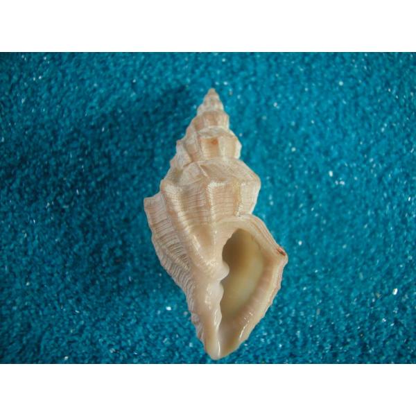 アフリカコロモガイSveltia lyrata Senegal少産　4,0cm  F+++