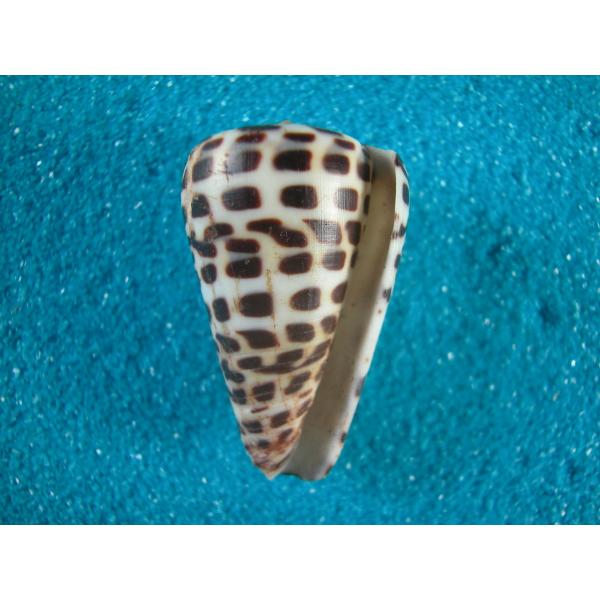 タバコイモConus eburneus f,polyglotta Philippines,  403cm  F+++  ライン