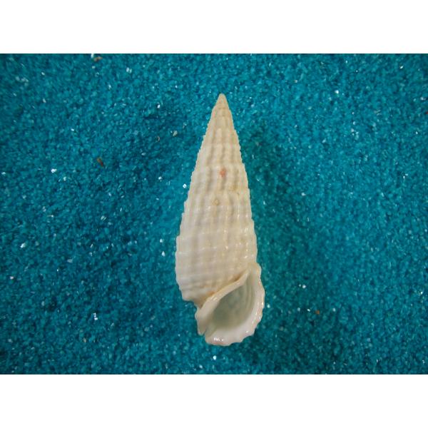 ヨコワカニモリ(オニノツノガイ科)Rhinoclavis aspera Philippine 3,93cm F++/GEM　