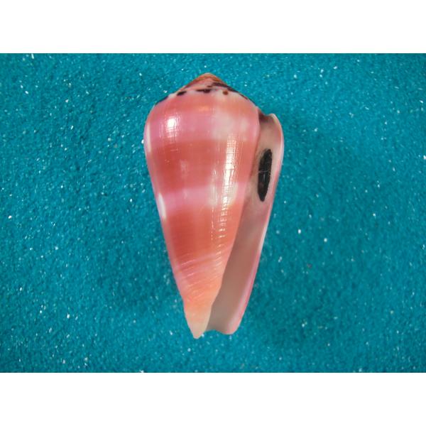 ゴーギャンイモPinoconus gauguini Marquesas Is, 5,79cm F++/GEM 稀産