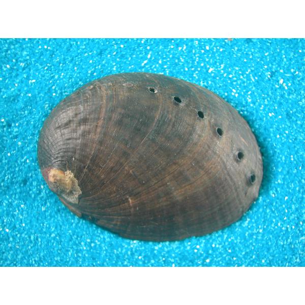 スルスミアワビHaliotis cracherodi USA 5,50cm F++  剥離