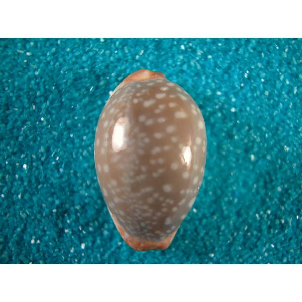 シボリダカラ. Staphylaea limacina Philippine  2,48cm  F++/GEM