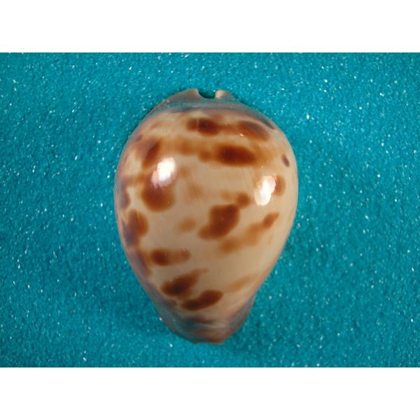 クロメンコイダカラZoila venusta episema  Australia  7,2cm  GEM  稀産