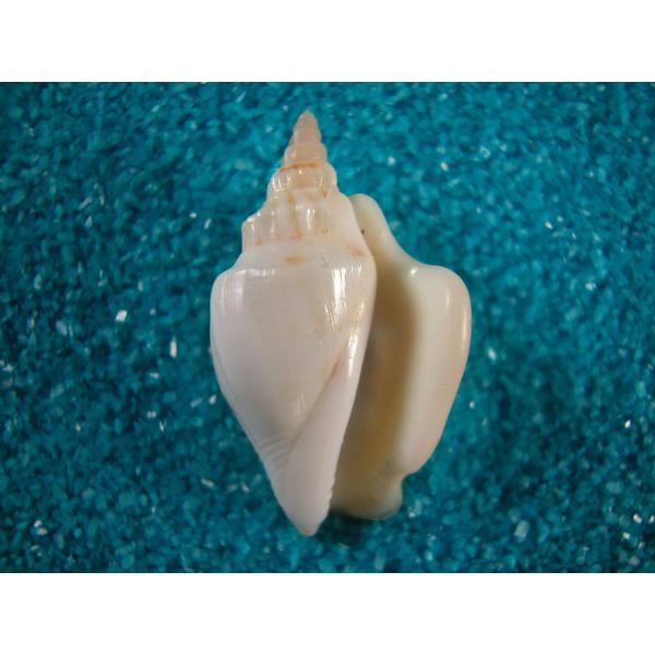 コソデガイStrombus minimus Manus Island 2,37cm F++/GEM