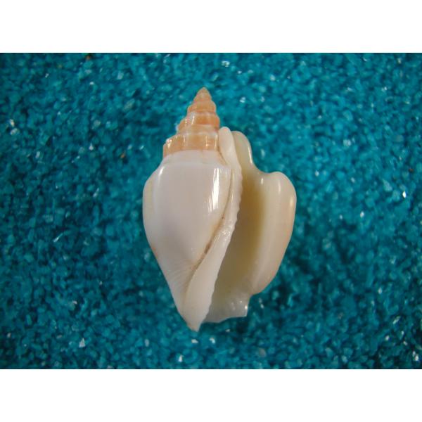 コソデガイStrombus minimus Manus Island 2,00cm F++/GEM