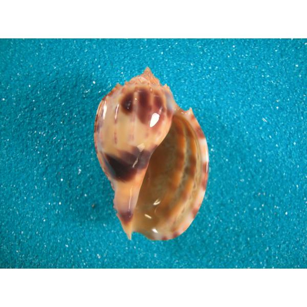 カジヤマショクコウラHarpa kajiyamai Philippine 4,90cm F++/GEM