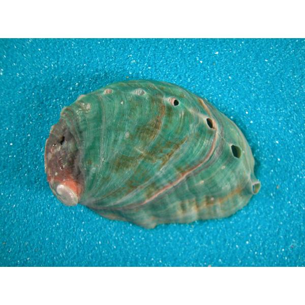 クロアワビHaliotis discus Indonesia 8,30cm F++/GEM