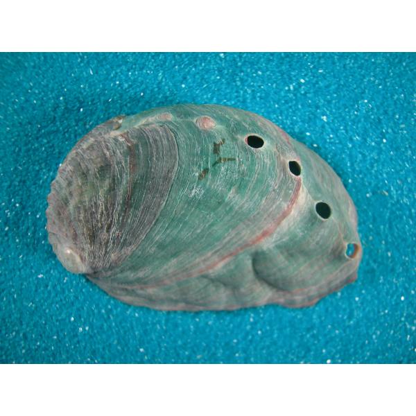 クロアワビHaliotis discus Indonesia 6,82cm F++/GEM