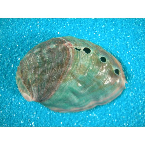 クロアワビHaliotis discus Indonesia 5,50cm F++/GEM