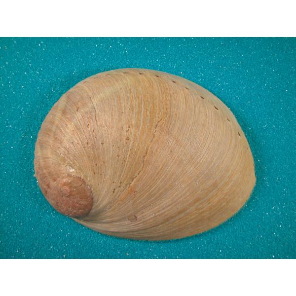 ウスヒラアワビ Haliotis laevigata Australia 14,60cm F+++