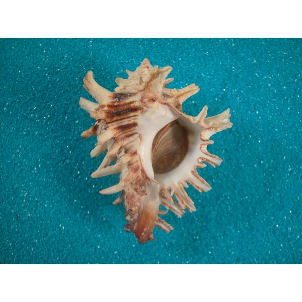 オウジガンゼキボラMuricopsis princeps Panama, 6,52cm F+++ w/o