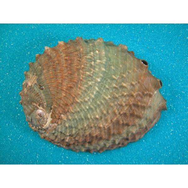 ガマノセアワビHaliotis corrugata Southern California 13,99cm F++