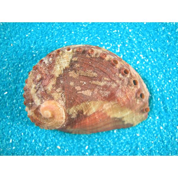 アカスジアワビHaliotis coccoradiata Australia, 4,30cm F++/GEM