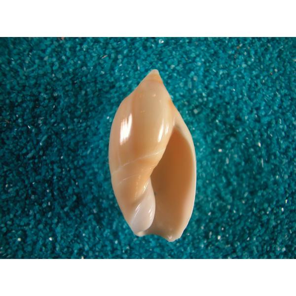 チョコレートボタルAncilla castanea Oman　2,6cm  F++/GEM