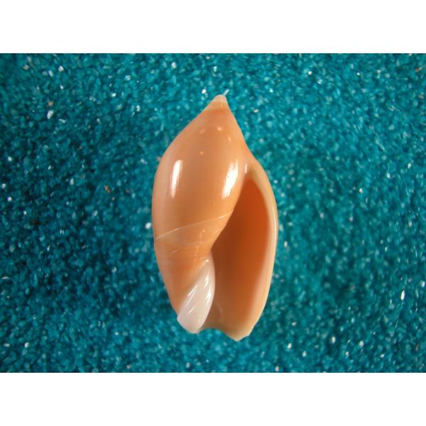 チョコレートボタルAncilla castanea Oman　2,61cm  F＋＋＋窪み有り