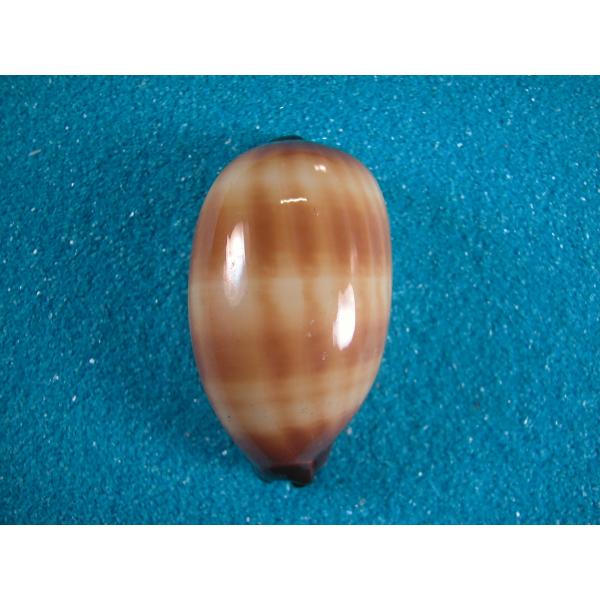 タルダカラCypraea talpa Philippine  5,63cm F++/GEM