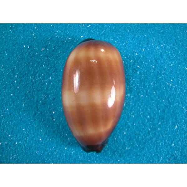 タルダカラCypraea talpa Philippine  5,79cm F++/GEM　