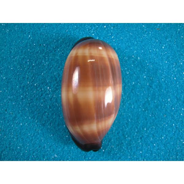 タルダカラCypraea talpa Philippine  6,37cm F+++　