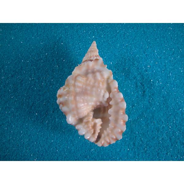 シマイボボラDistorsio anus Philippine 6,50cm F++/GEM