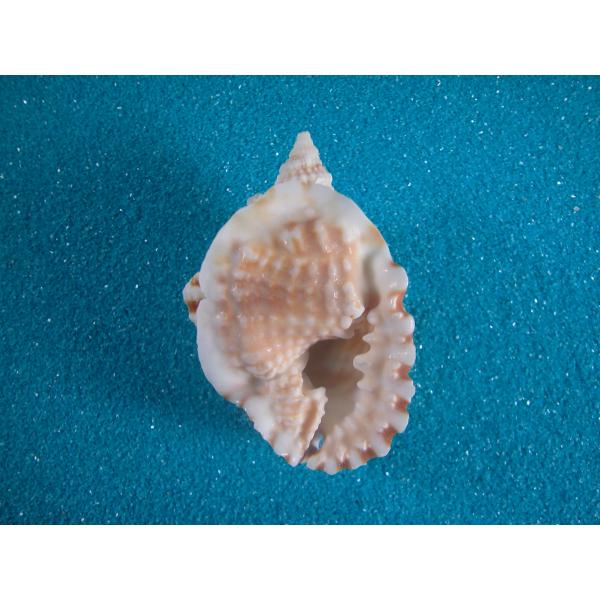 シマイボボラDistorsio anus Philippine 6,04cm F++/GEM