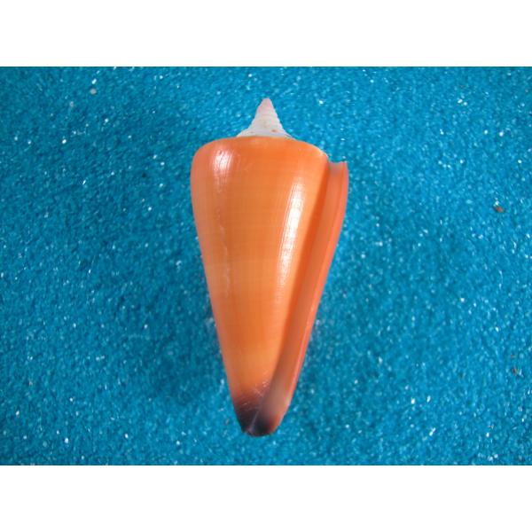 クラビアカシマミナシConus generalis var. krabiensis Indonesia 5,11cm F++/GEM