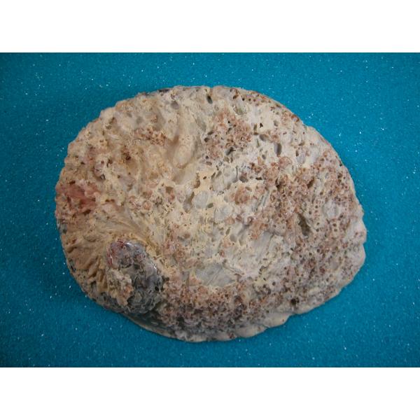 ミダノアワビHaliotis midae South Africa15,40 cm F++