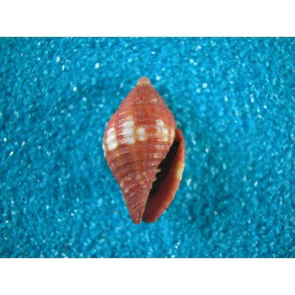 カノコフデガイMitra cucumerina Vanuatu Is,　2,1cm F++/GEM