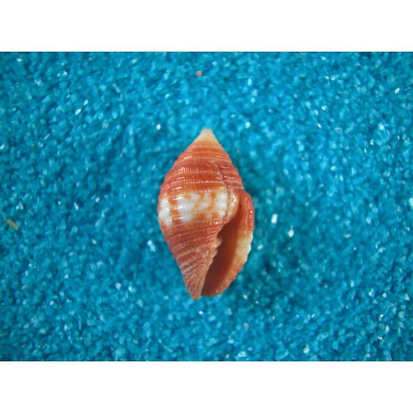 カノコフデガイMitra cucumerina Vanuatu Is,　1,58cm F++/GEM