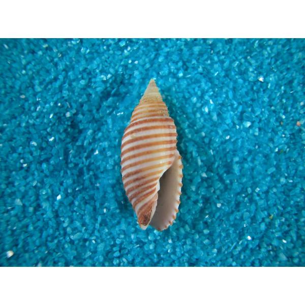 イトマキフデガイMitra filaris French Polynesia, 1,78cm F++/GEM