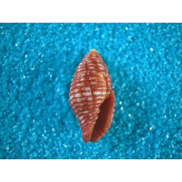 コベニフデガイMitra fraga Hawaii,  1,83cm F++/GEM