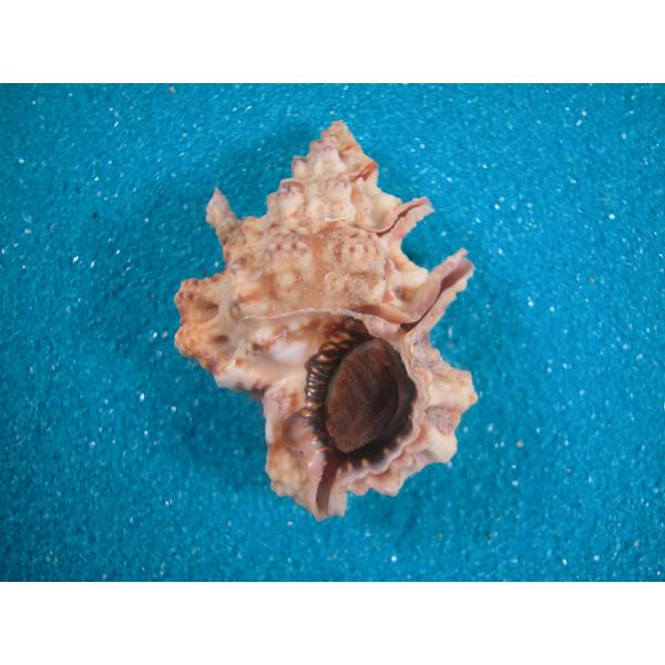 アンギオオキニシ Bursa angioyorum Philippine 5,40cm F++/GEM w/o