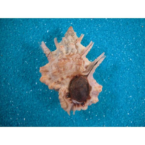 アンギオオキニシ Bursa angioyorum Philippine 4,60cm F++/GEM w/o