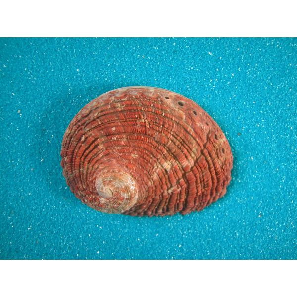 オーストラリアトコブシhaliotis Roei. Australia  7,35cm  F++
