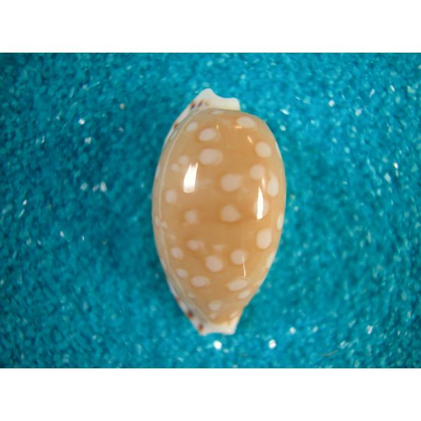 クレオパトラダカラCribrarula cumingii f.cleopatra Tahiti French Polynesia, 2,28cm  GEM 稀産