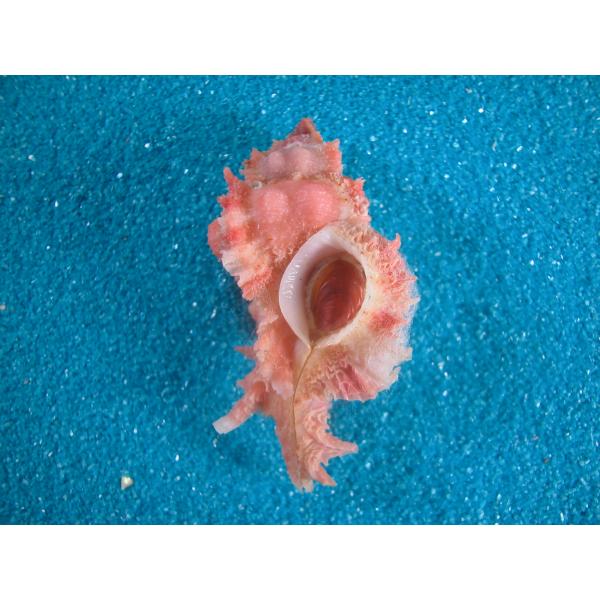 ウタヒメセンジュChicomurex gloriosus Philippine　5,20cm F++/GEM