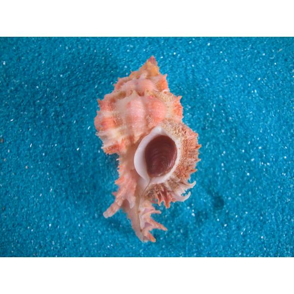 ウタヒメセンジュChicomurex gloriosus Philippine　5,15cm F++/GEM